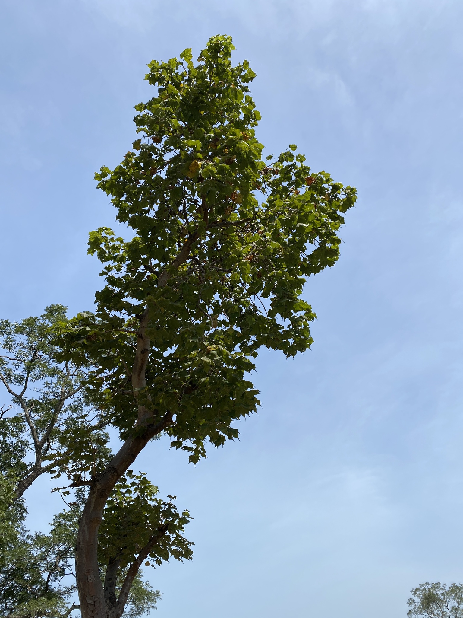 Sterculia setigera Delile