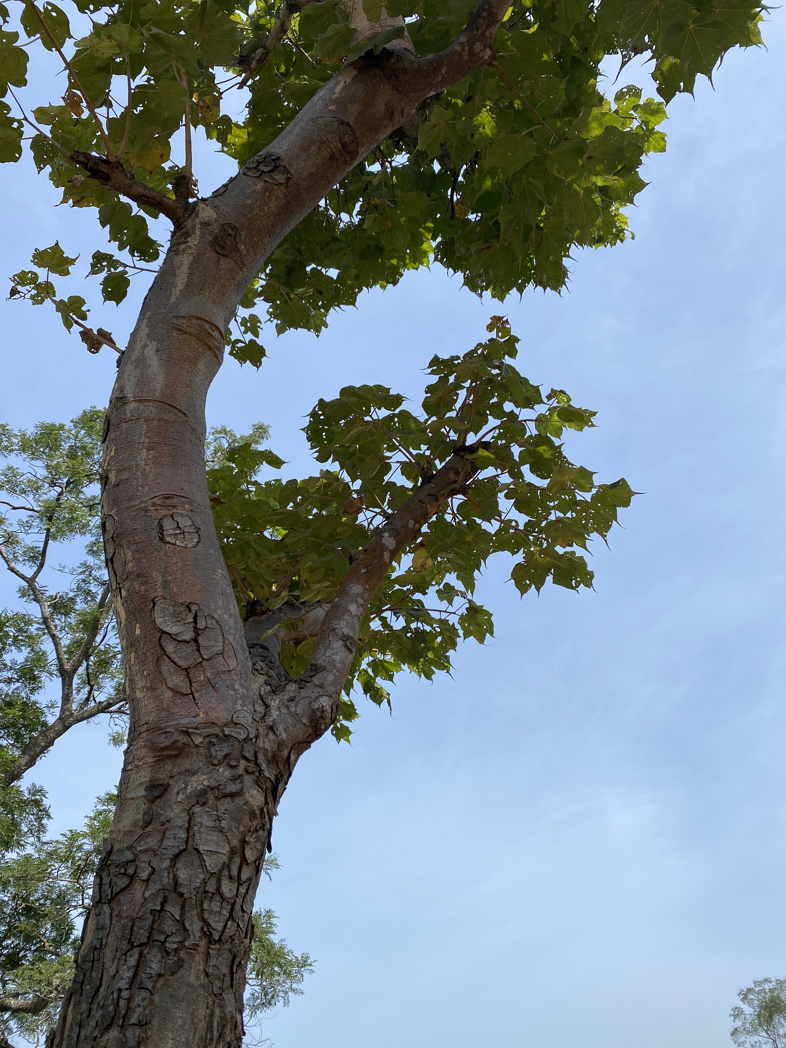 Sterculia setigera Delile