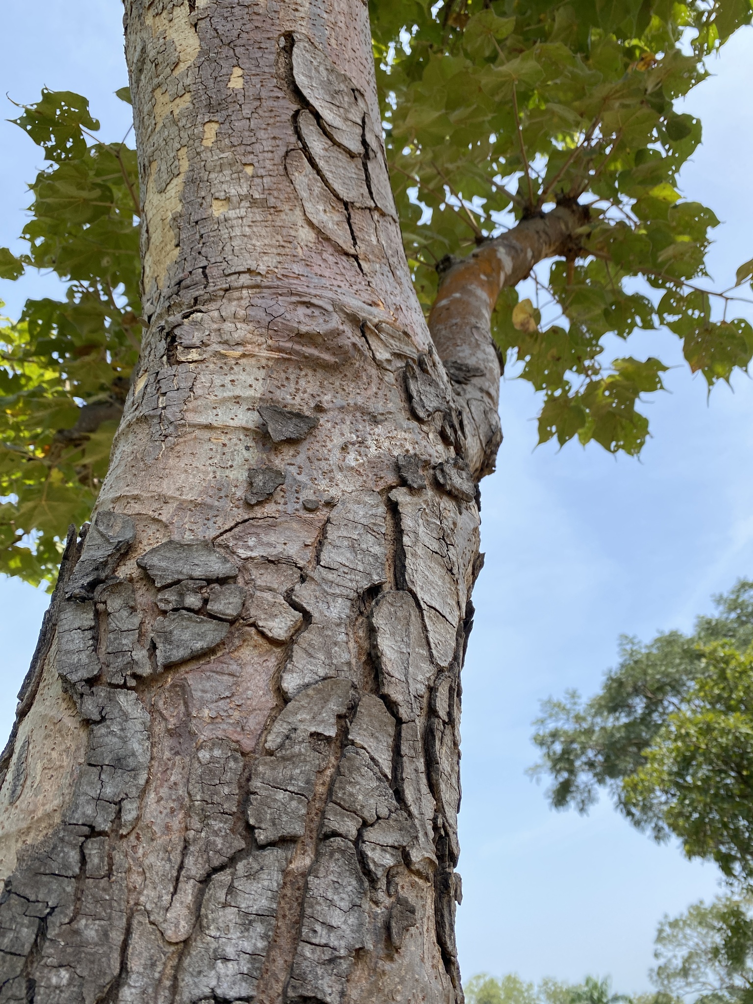 Sterculia setigera Delile