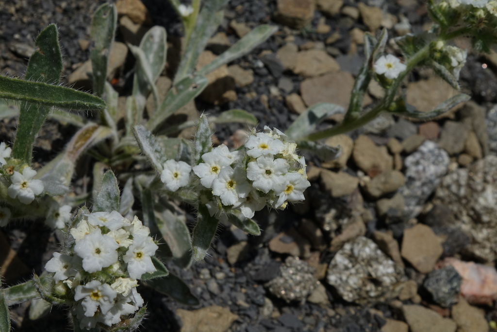 Silky Cryptantha from Summit County, CO, USA on June 3, 2019 at 11:28 ...