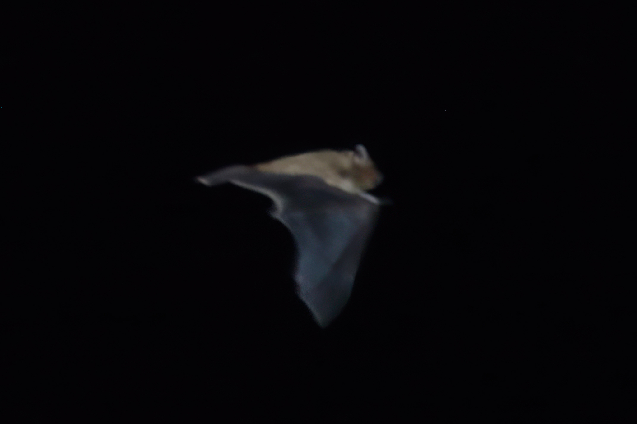 Pipistrellus kuhlii (Kuhl, 1817)