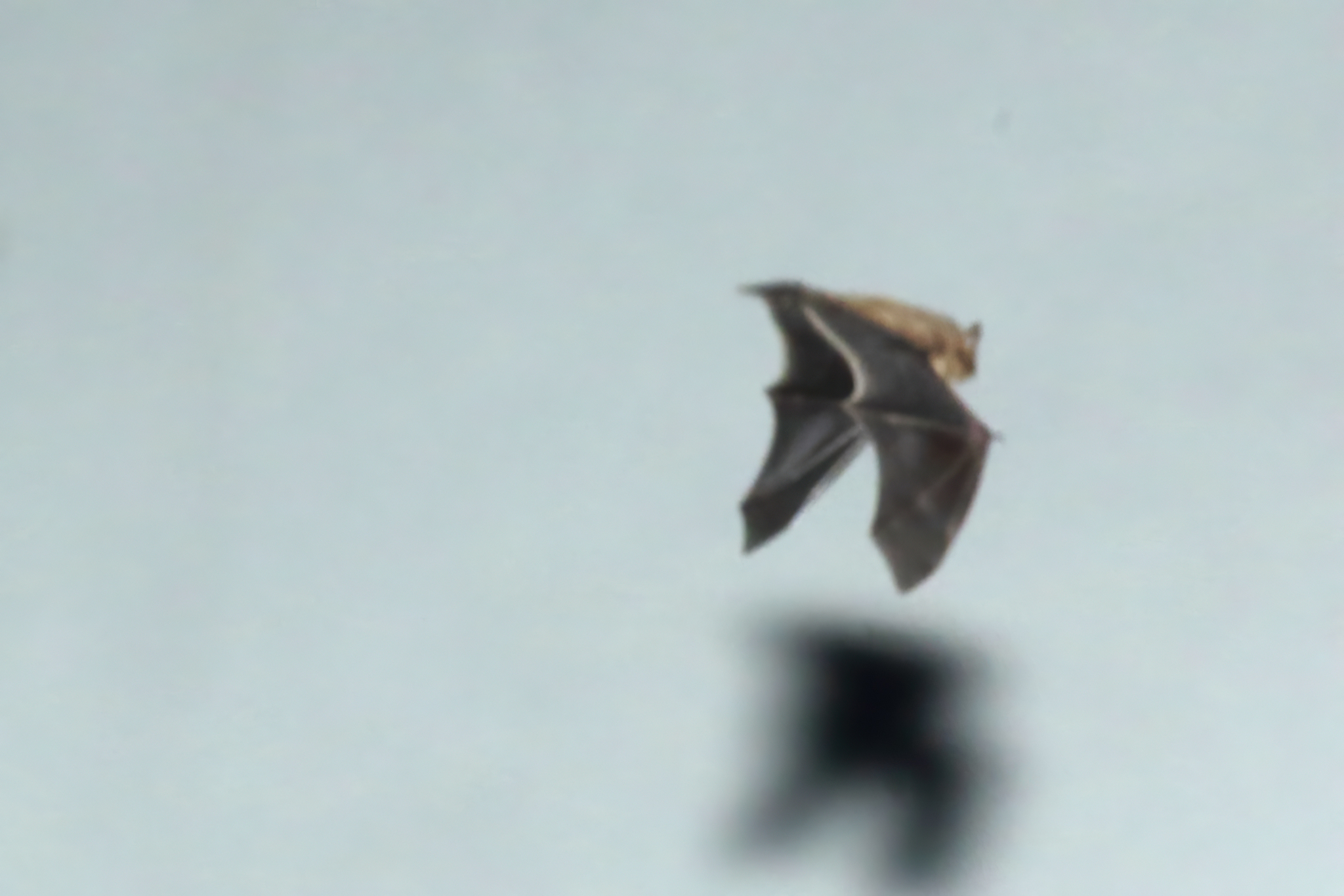 Pipistrellus kuhlii (Kuhl, 1817)