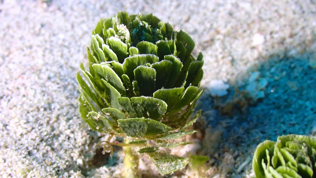 Pinecone Algae from Guantánamo Bay, Guantánamo, CU on January 23, 2023 ...