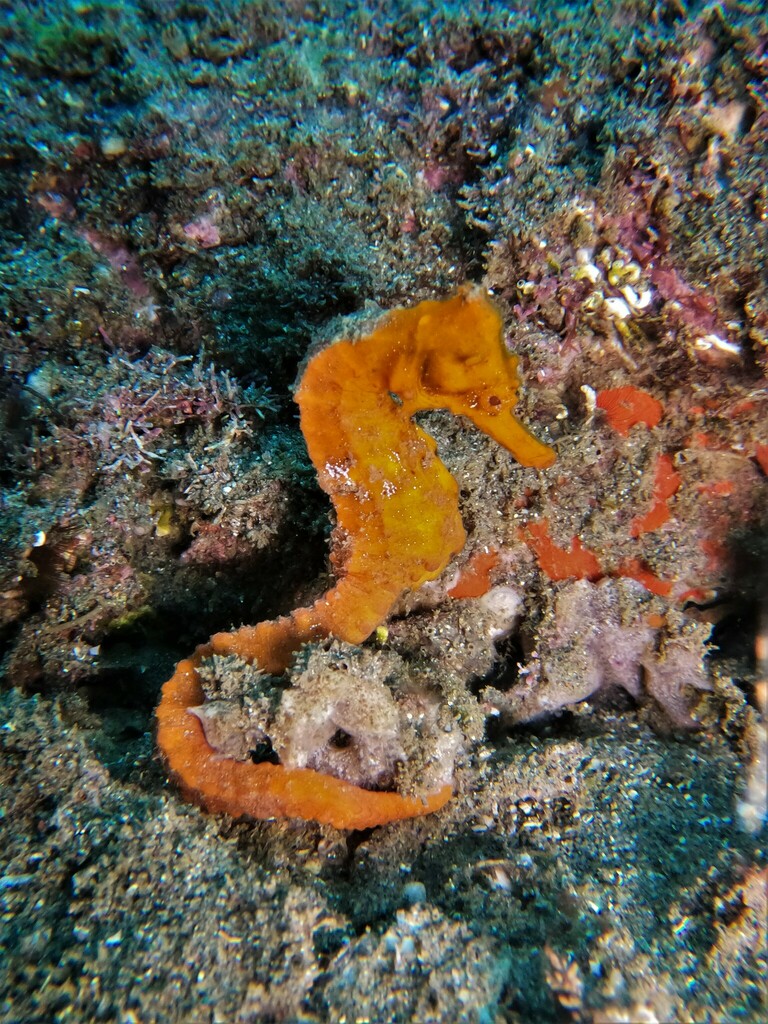 Giant Seahorse in January 2023 by Alberto Alcalá · iNaturalist