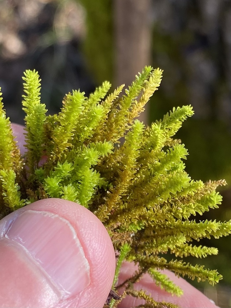 Dwarf Anomodon Moss (Anomodon minor) - Botanical Realm