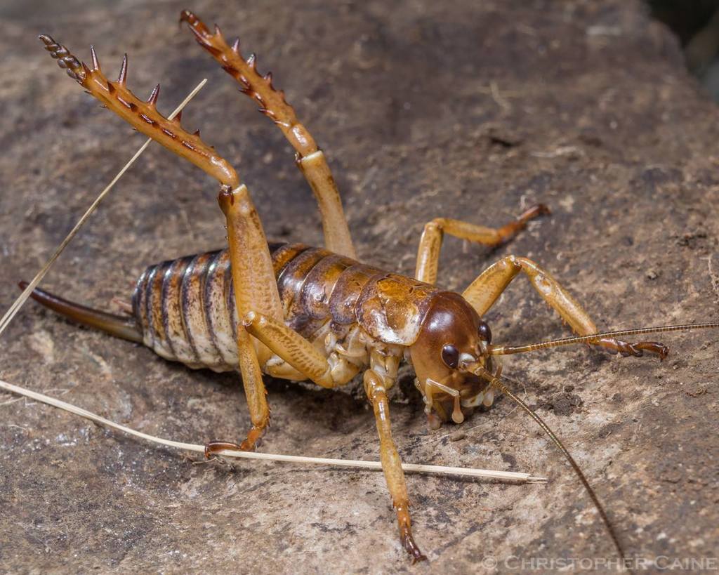 Banks Peninsula Tree Weta from Goughs Bay 7583, New Zealand on July 20 ...