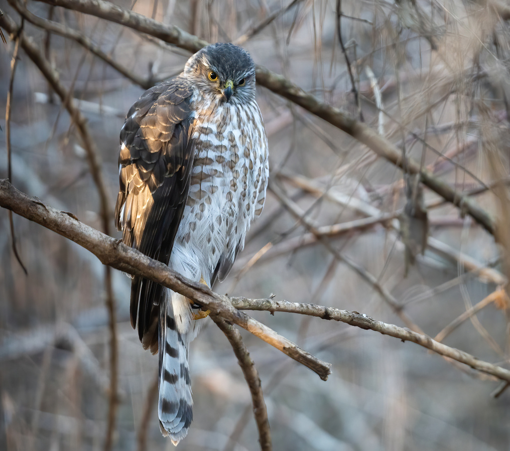 Sharp-shinned Hawk from Speywater, Troy on January 24, 2023 at 09:40 AM ...