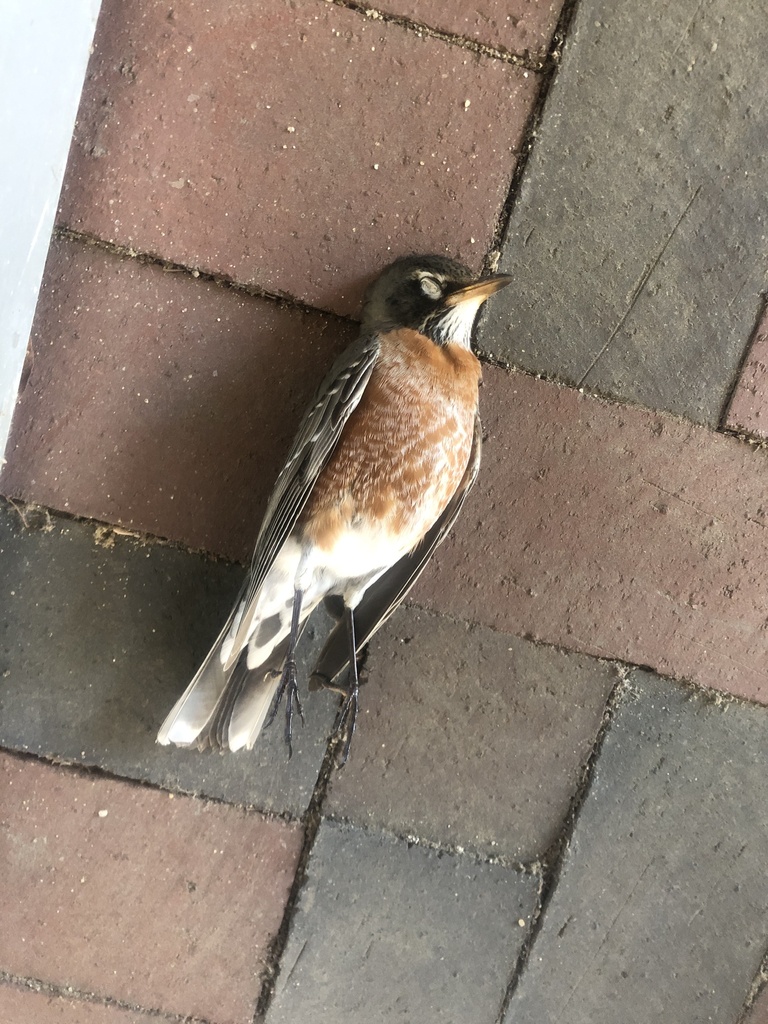 American Robin from The University of North Carolina at Chapel Hill ...