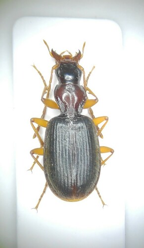 Atranus ruficollis · iNaturalist