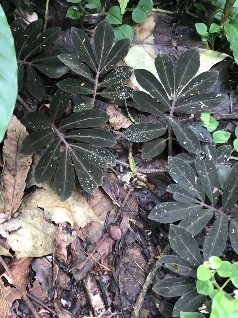 (Solanum uleanum) - Botanical Realm