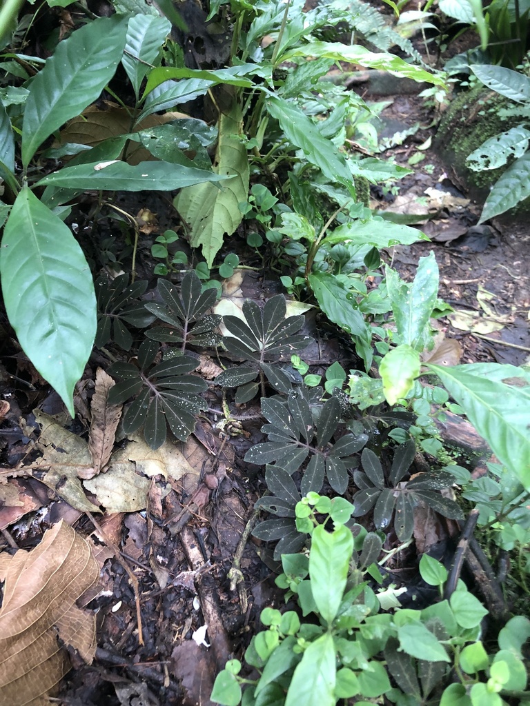 (Solanum uleanum) - Botanical Realm