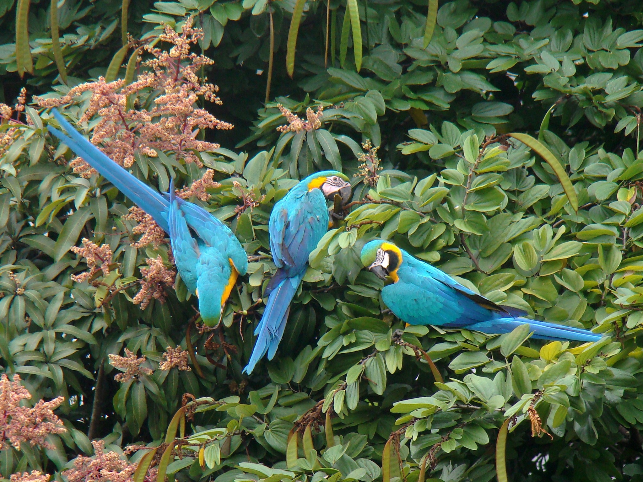 Ara ararauna (Linnaeus, 1758)