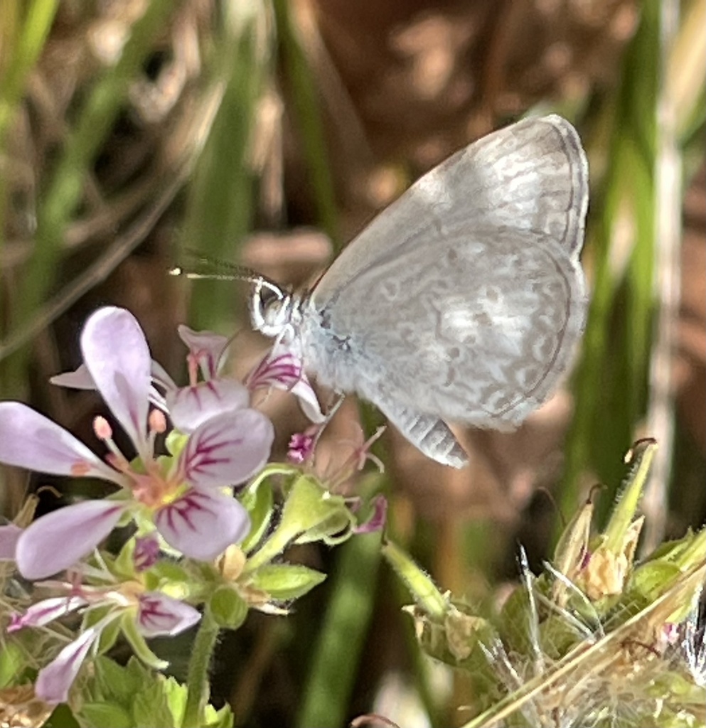 Lesser Grass Blue from Boundary Tk E, Frankston South, VIC, AU on ...