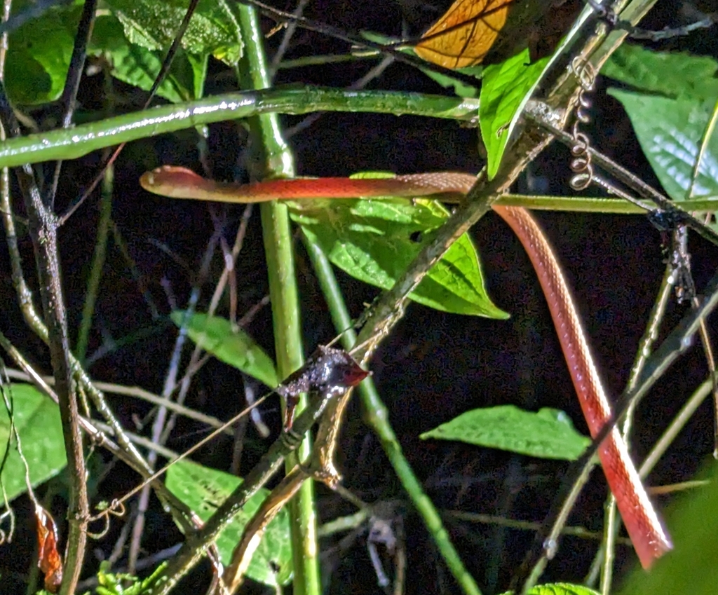 Colubrid Snakes from Zeta trece, Provincia de Alajuela, San Carlos ...