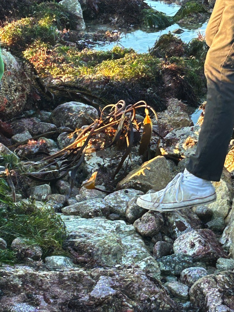 Laminaria from Del Monte Forest, CA, USA on January 22, 2023 by alexqin ...