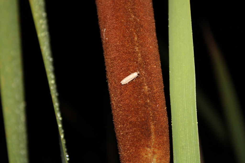 Raupo Moth from Christchurch including Banks Peninsula, NZ-CA, NZ on ...