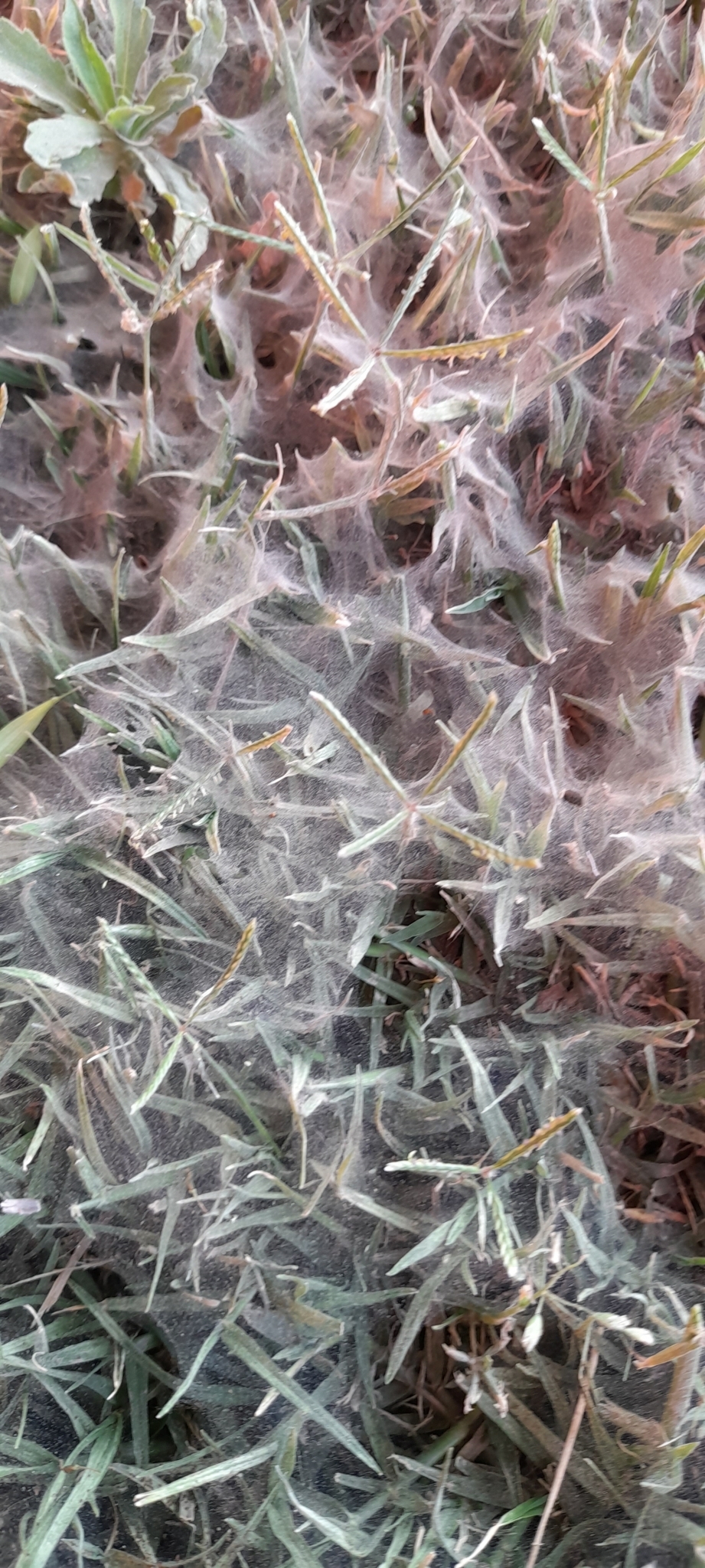 Tetranychus urticae Koch, 1836