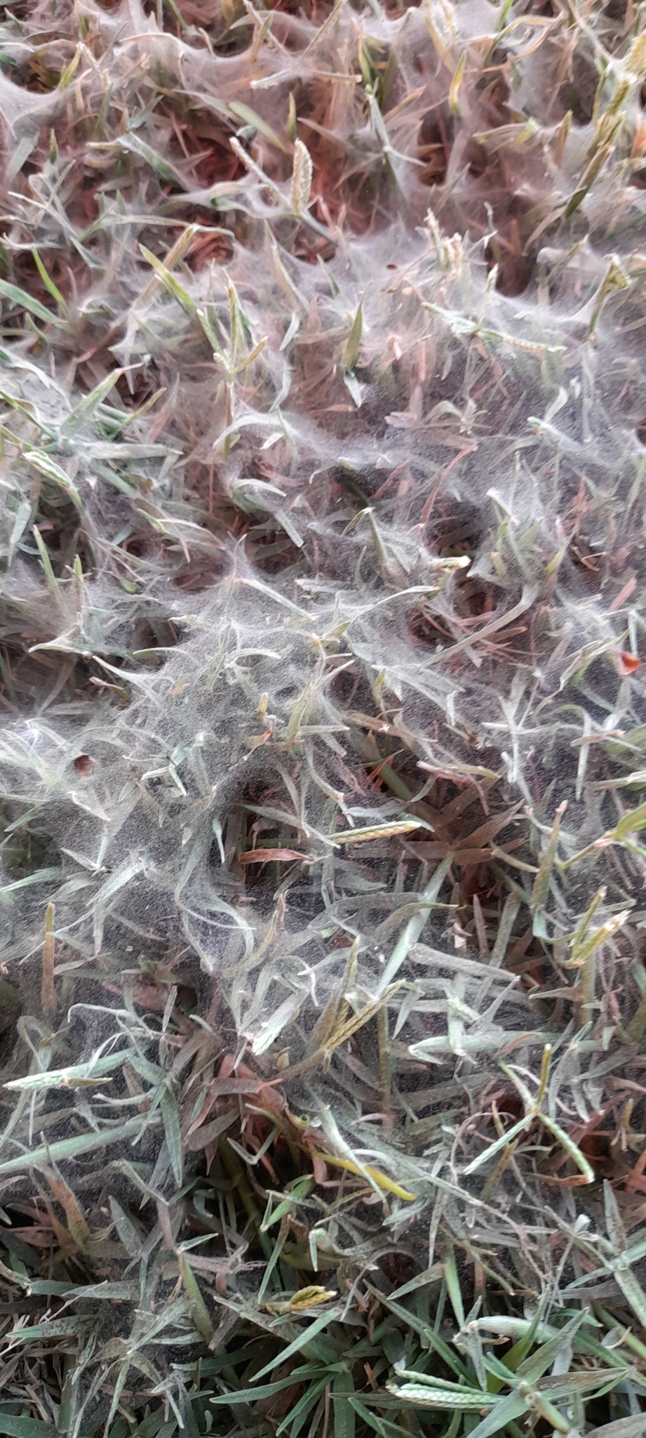 Tetranychus urticae Koch, 1836