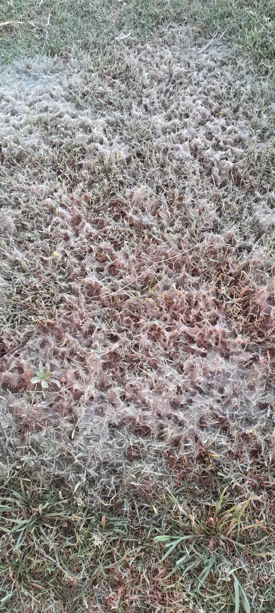 Tetranychus urticae Koch, 1836