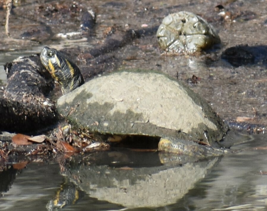 Cooters from Tallahassee, FL, USA on January 24, 2023 at 02:35 PM by ...