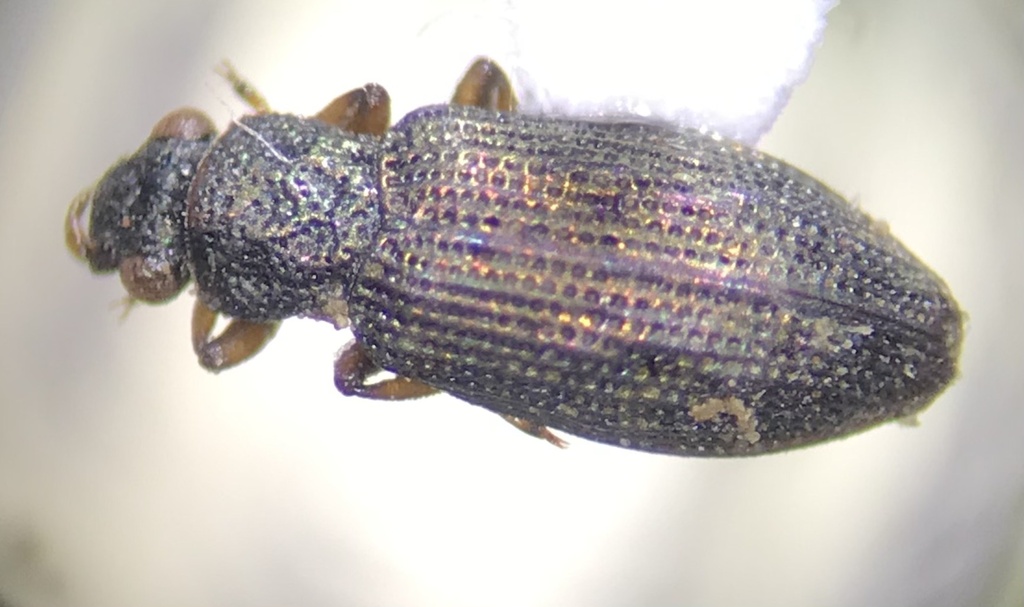 Hydrochus from Waubonsie State Park, Hamburg, IA, US on May 07, 2022 at ...