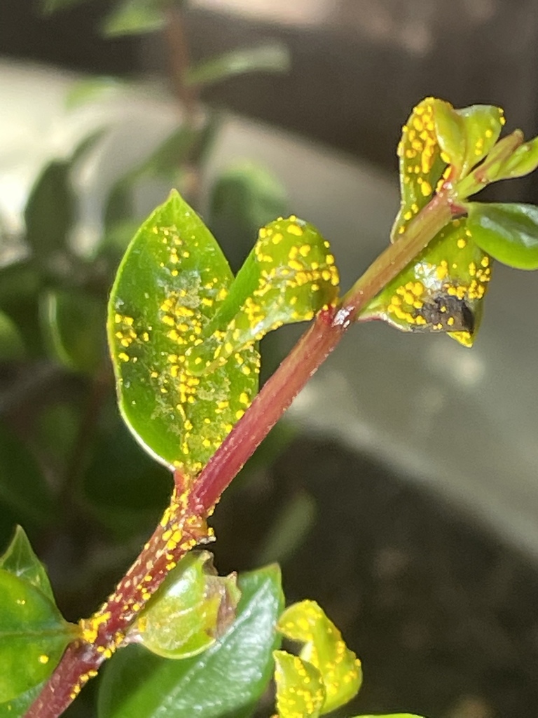Myrtle Rust from Opua on January 18, 2023 by ruthobren · iNaturalist