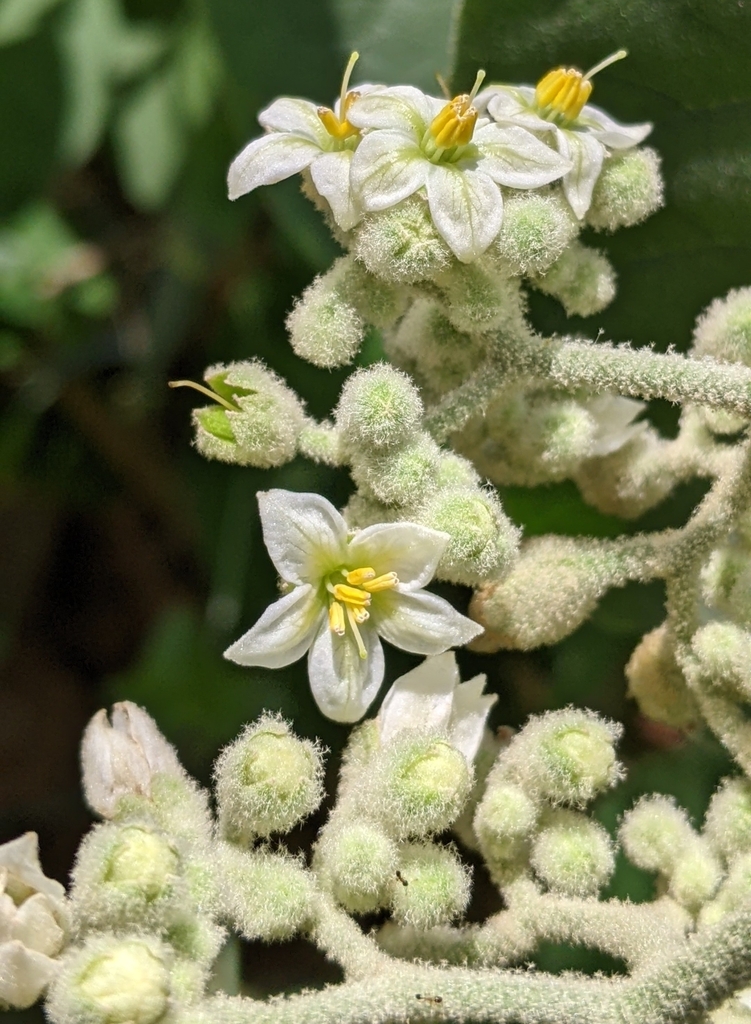 potato tree (Solanum erianthum) - Botanical Realm