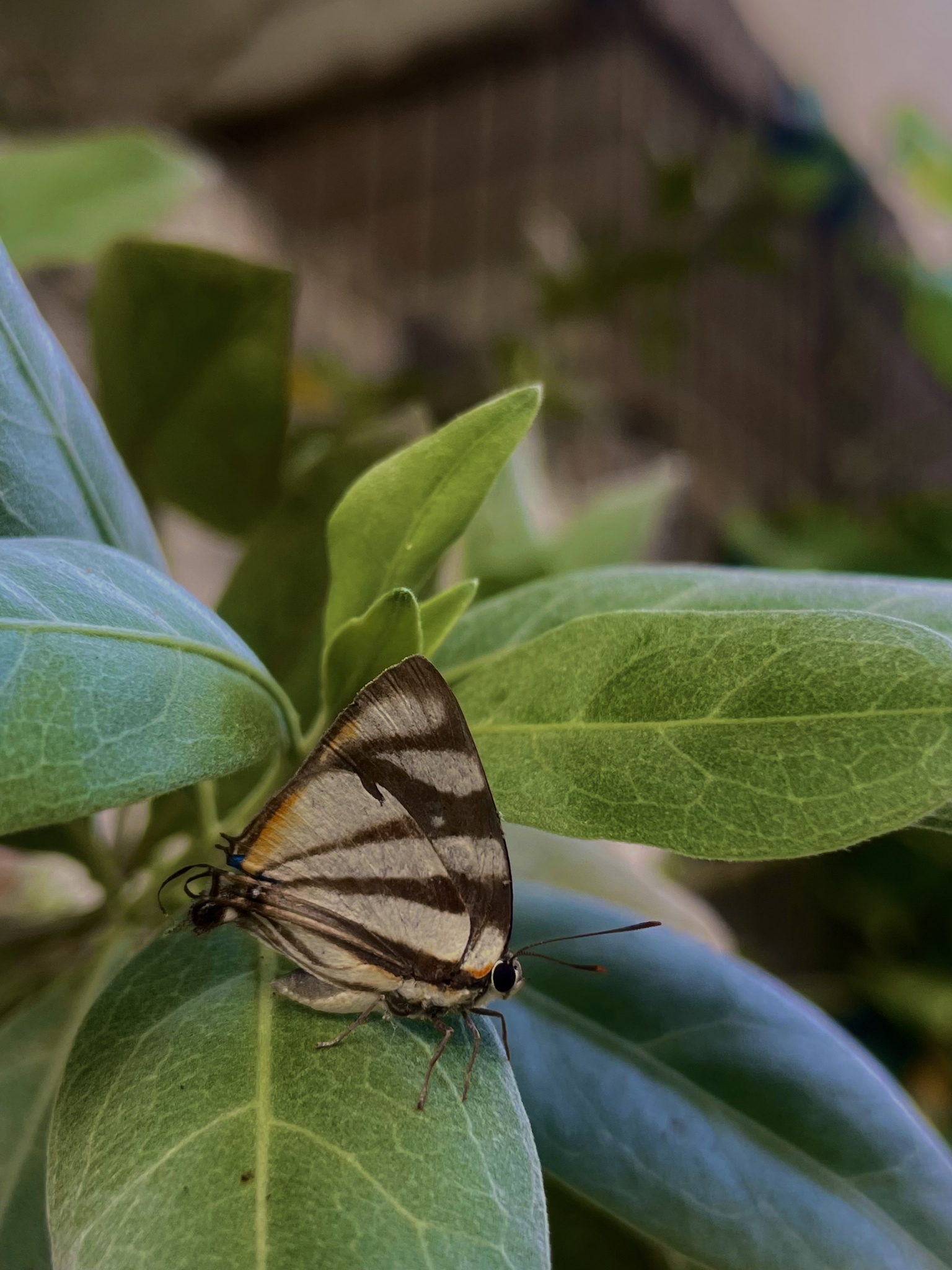 Cycnus phaleros (Linnaeus, 1767)
