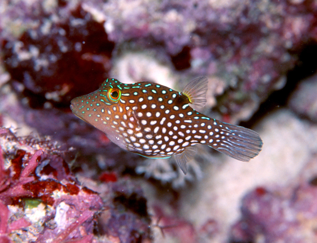 Honeycomb Toby (Canthigaster janthinoptera) - Marine Life Identification