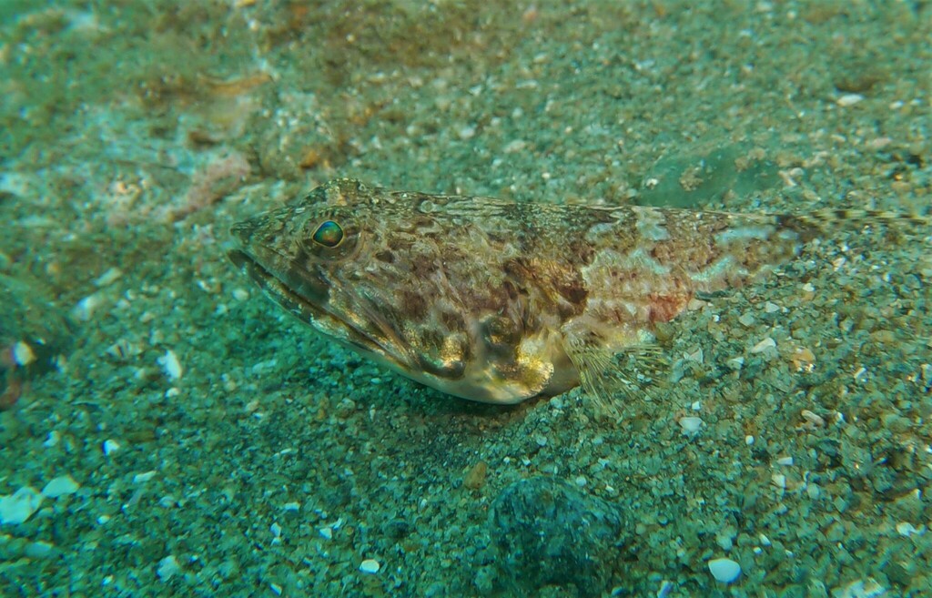 chile lagarto (Creatures of Culebra Reef Gardens) · iNaturalist