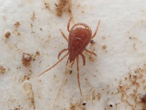 Family Ologamasidae · iNaturalist