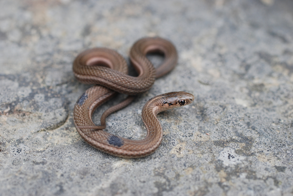 Short-headed Garter Snake in May 2008 by Eric N. Rittmeyer · iNaturalist