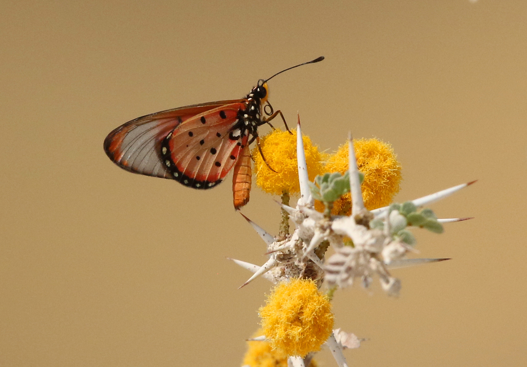 Wandering Donkey Acraea from Namibia on September 15, 2016 at 10:35 AM ...