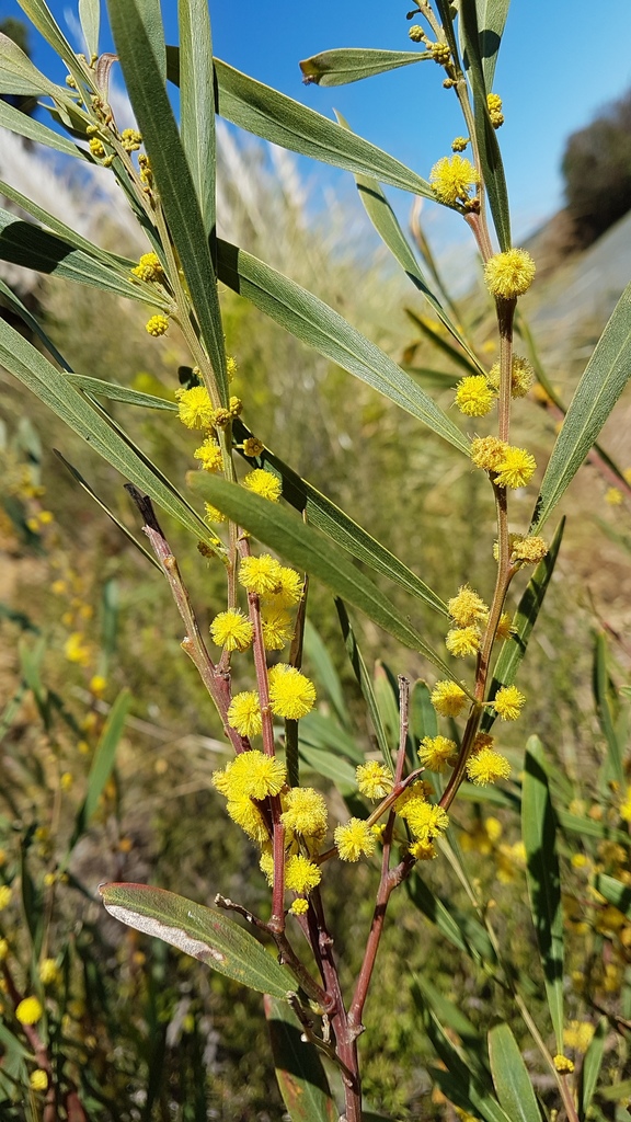 Hop wattle (Acacia stricta) - Botanical Realm