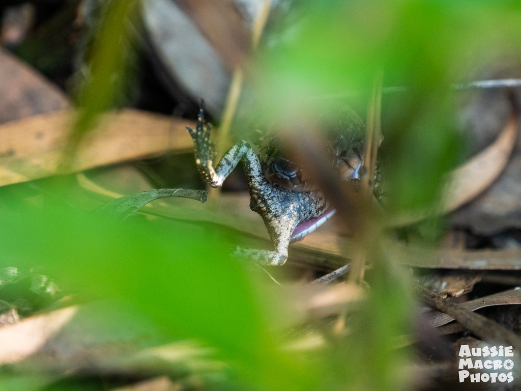 Cane Toad from Buggin in Cairns Botanic Gardens, QLD, Australia on July ...