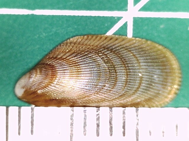 Brachidontes modiolus (Linnaeus, 1767)