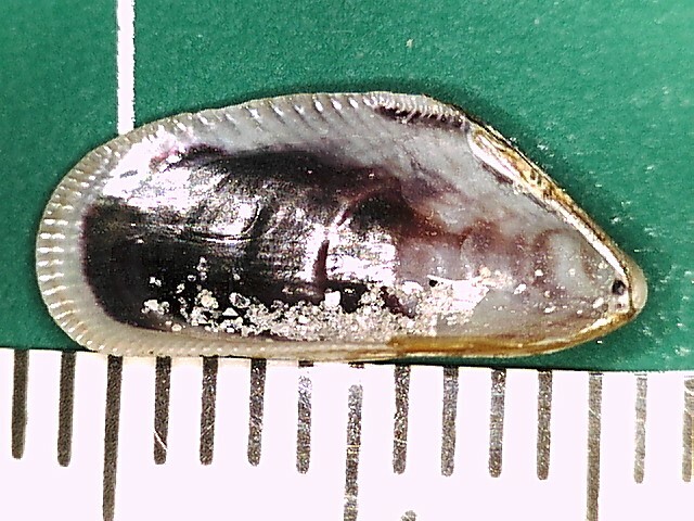 Brachidontes modiolus (Linnaeus, 1767)