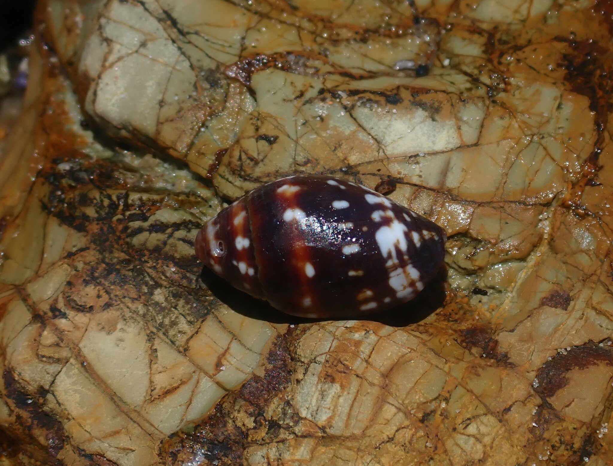 Strigatella litterata (Lamarck, 1811)