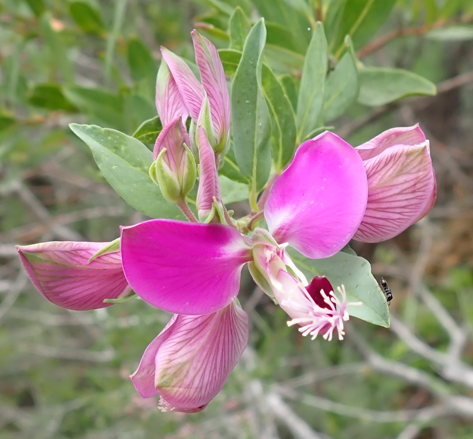 Polygala myrtifolia L.