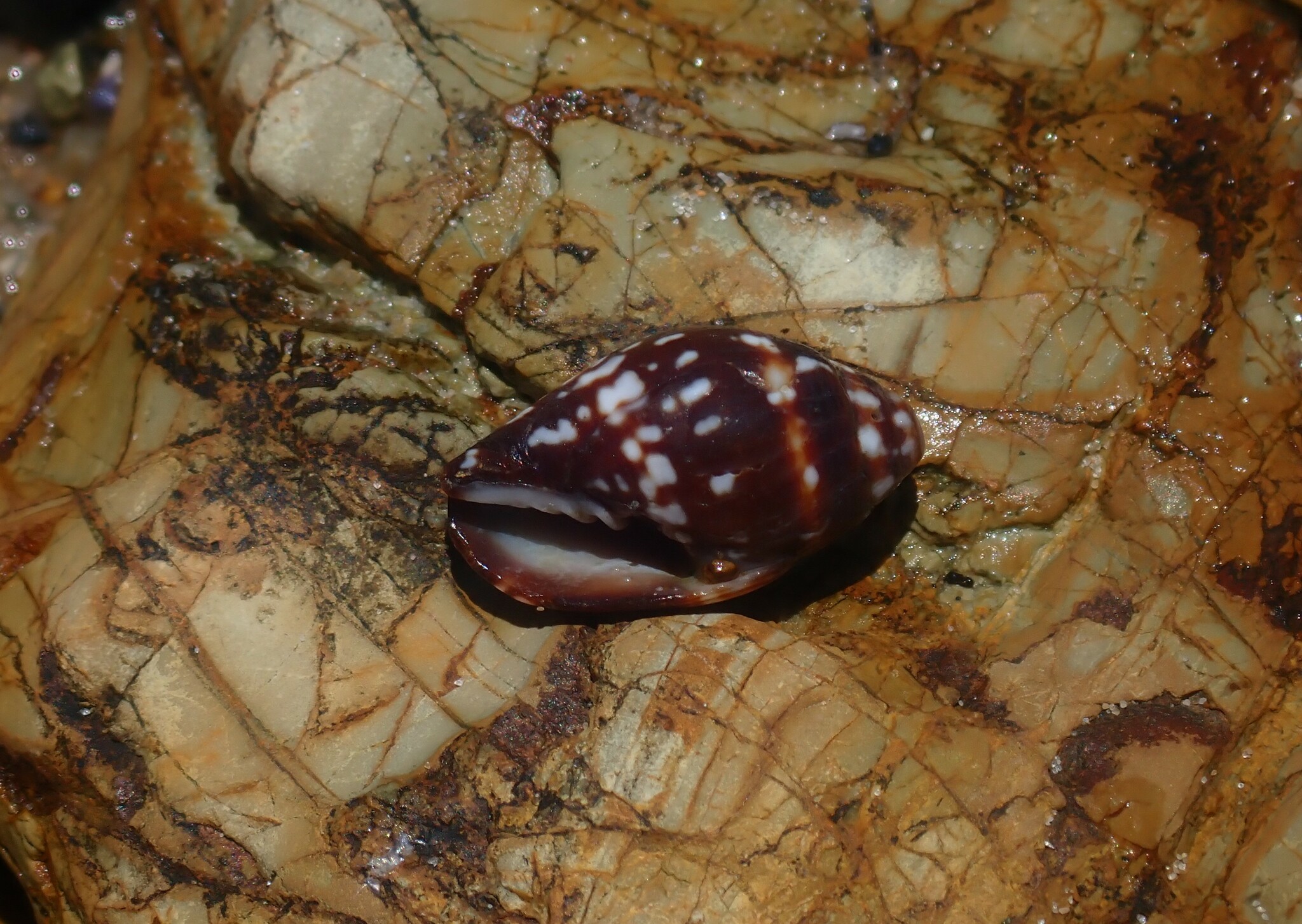 Strigatella litterata (Lamarck, 1811)