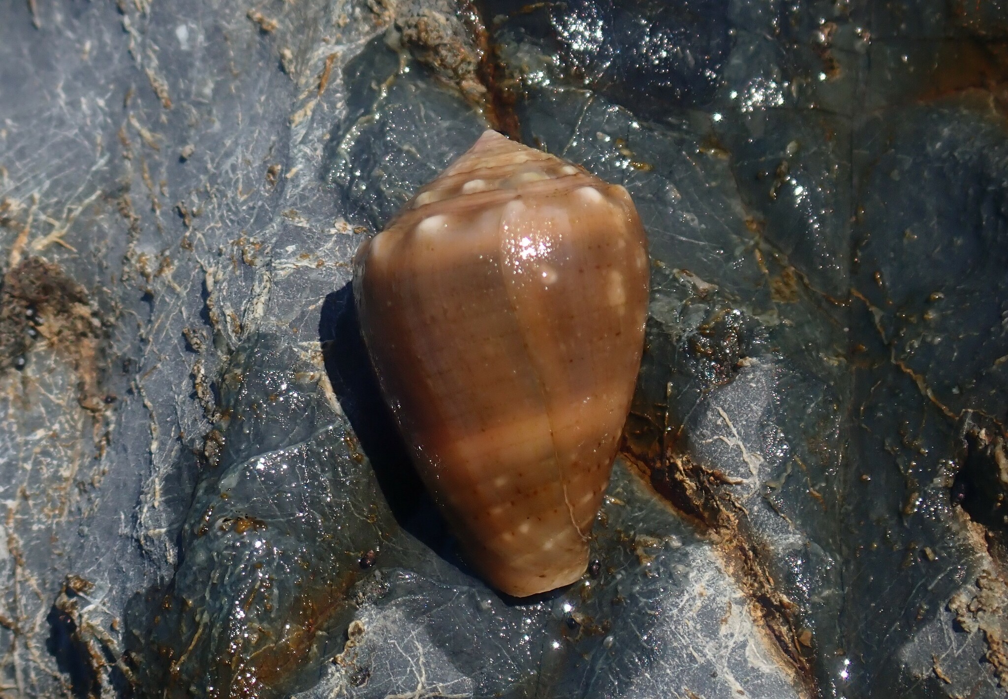 Conus coronatus Gmelin, 1791