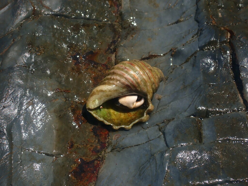 Cart-Rut Shell from Minnie Water NSW 2462, Australia on January 24 ...