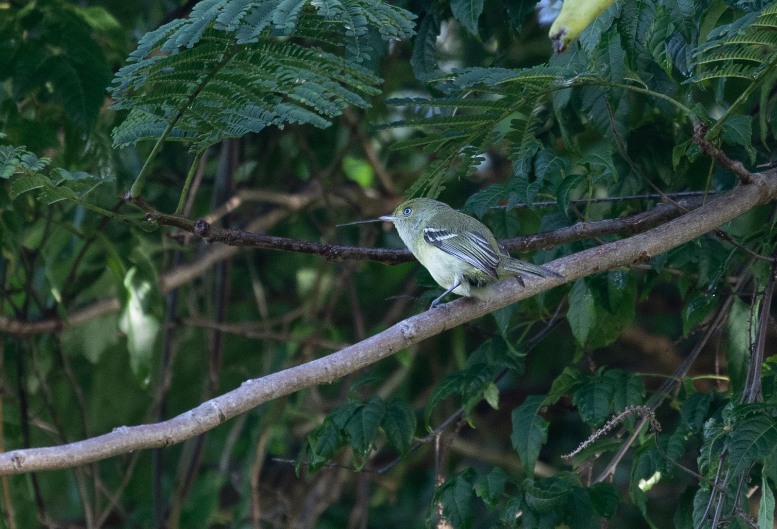 Vireo modestus P.L.Sclater, 1861