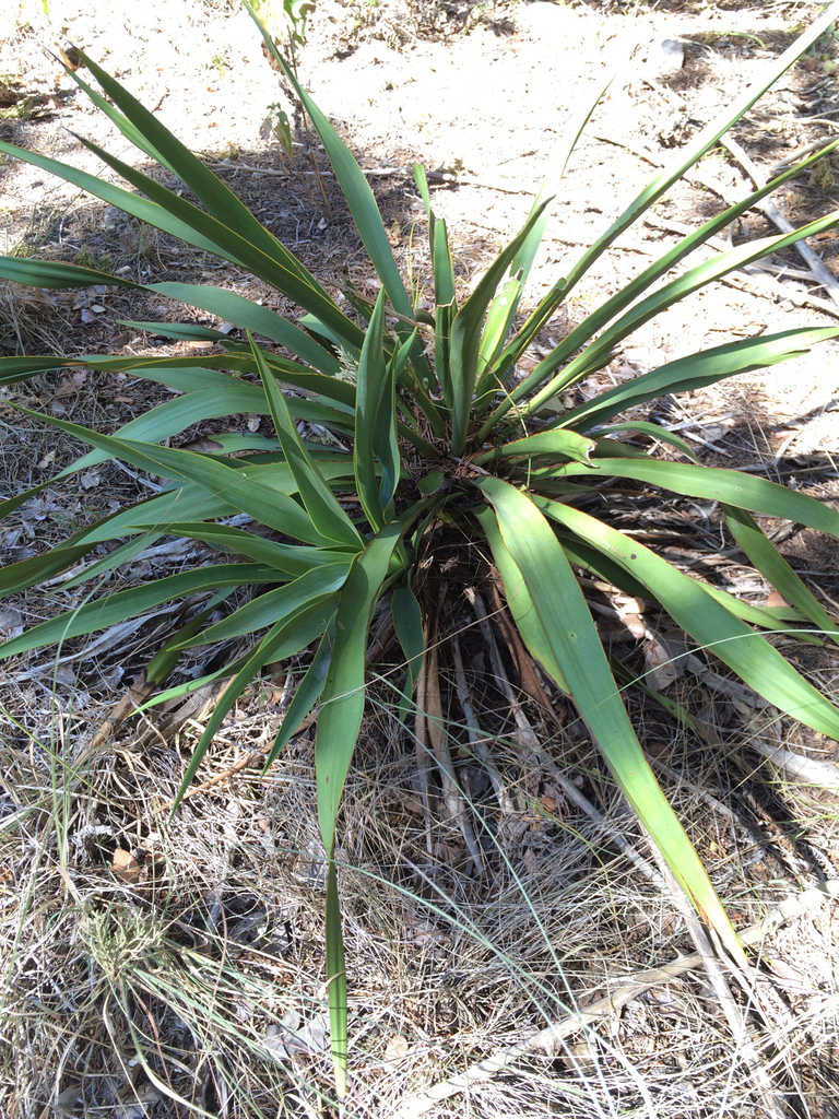 Twisted-Leaf Yucca from 11601–11699 Astoria Dr, Austin, TX, US on ...