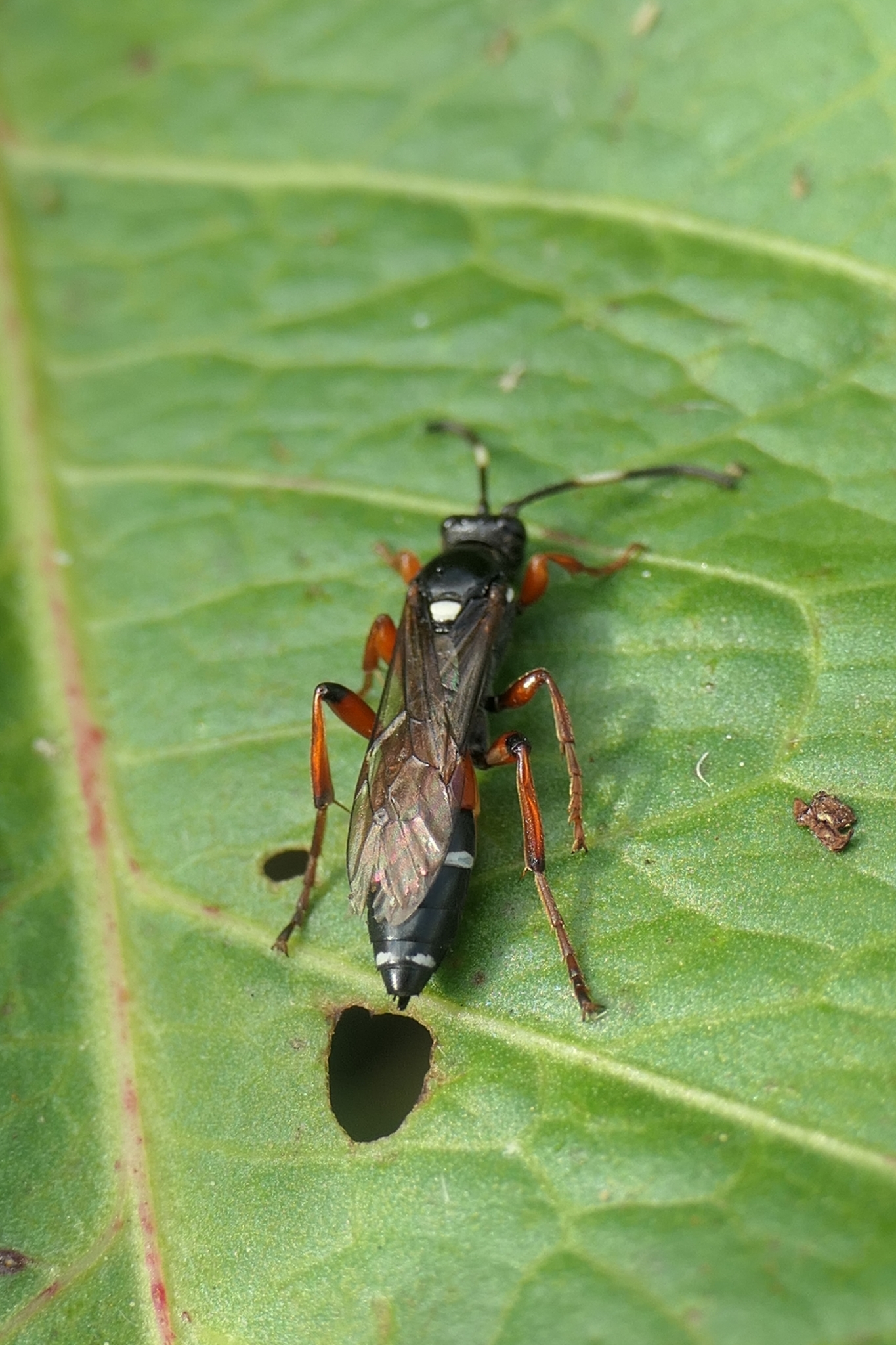 Ichneumon promissorius Erichson, 1842