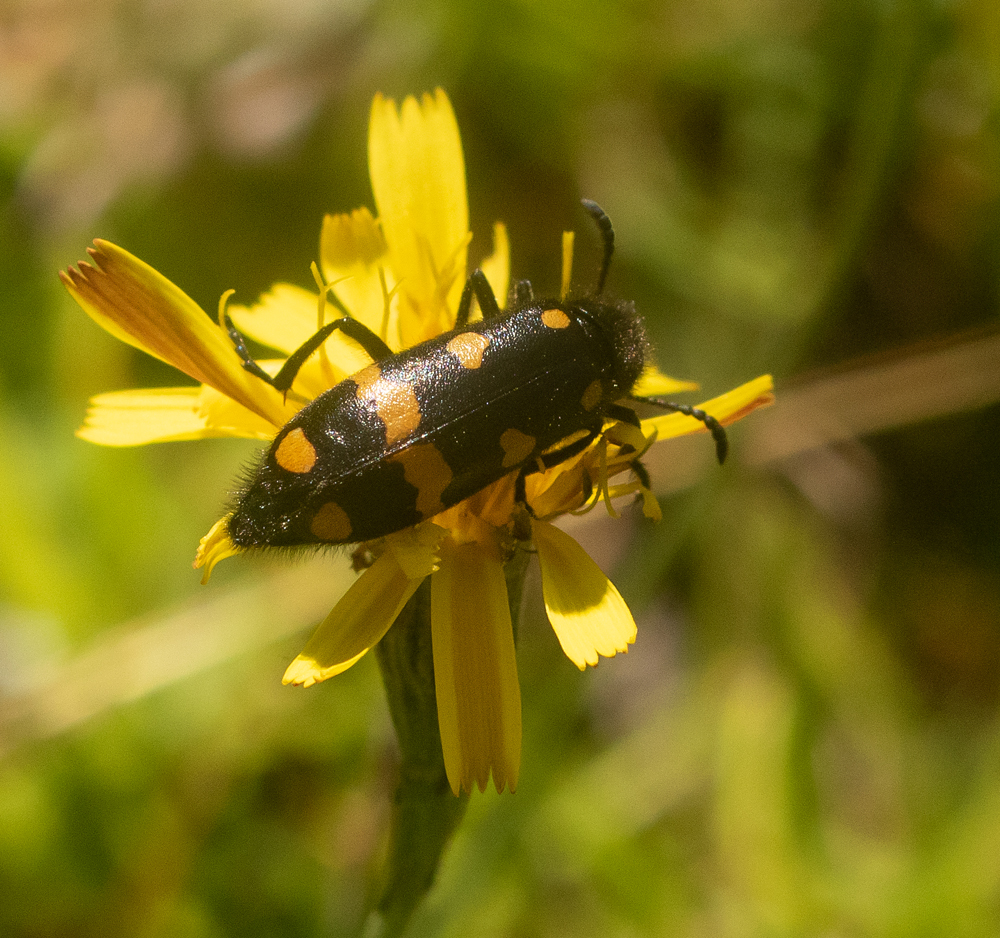 Hycleus polymorphus (Pallas, 1771)