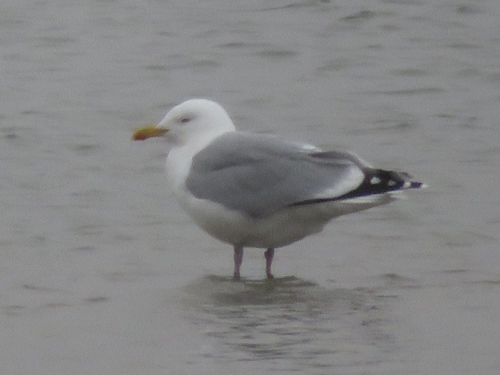 European Herring Gull from Monster, NL-ZH, NL on 24 January, 2023 at 12 ...
