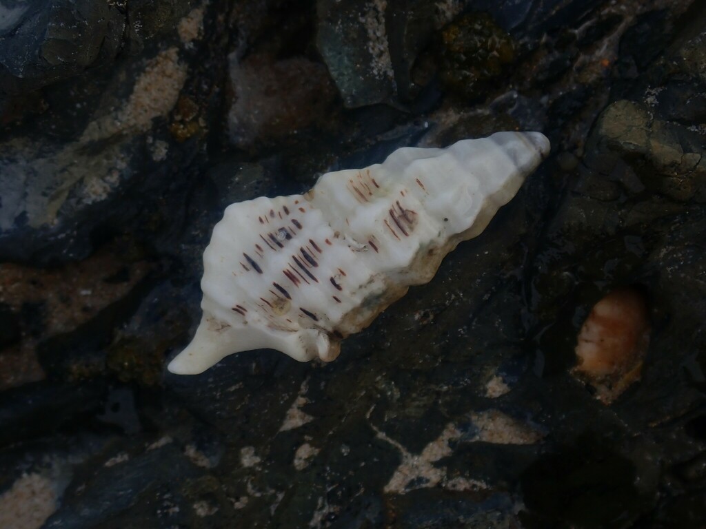 Cerithium columna from Diggers Camp NSW 2462, Australia on January 24, 2023 at 03:59 PM by ...