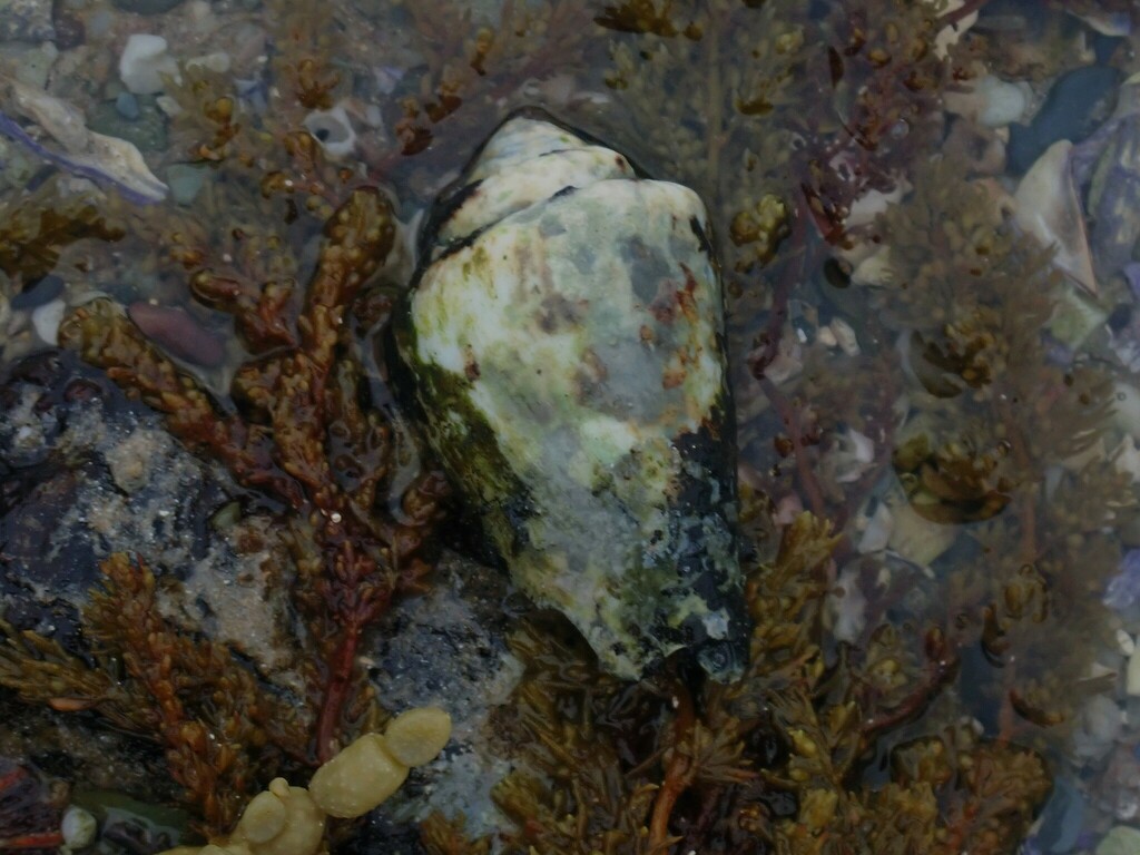 Strawberry Conch from Diggers Camp NSW 2462, Australia on January 24 ...