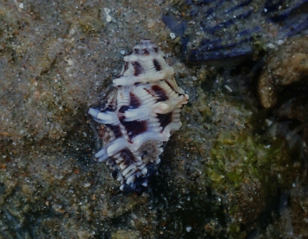 Morula striata from Diggers Camp NSW 2462, Australia on January 24, 2023 at 05:12 PM by Adrian ...